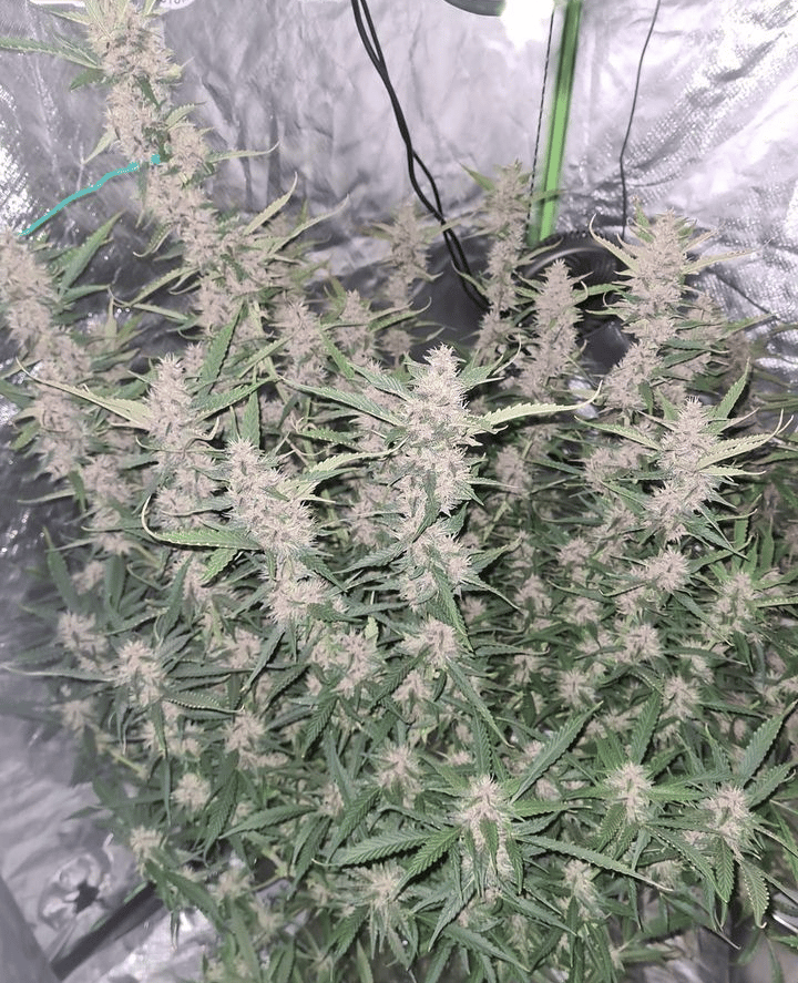 SoFem ~ Pandora Fire Auto | Tree Line Seeds