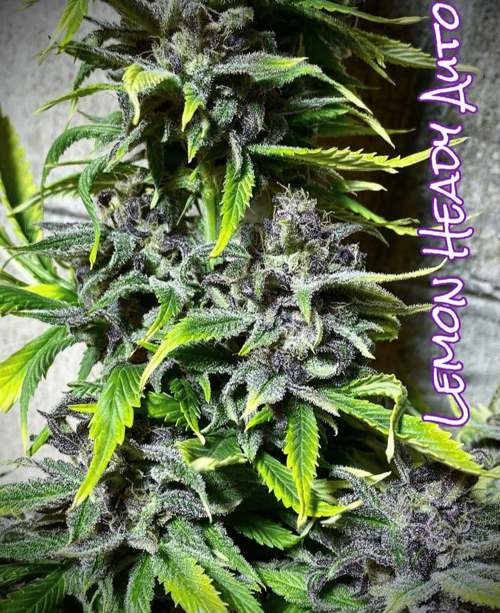 SoFem ~ Lemon Heady Auto | Tree Line Seeds