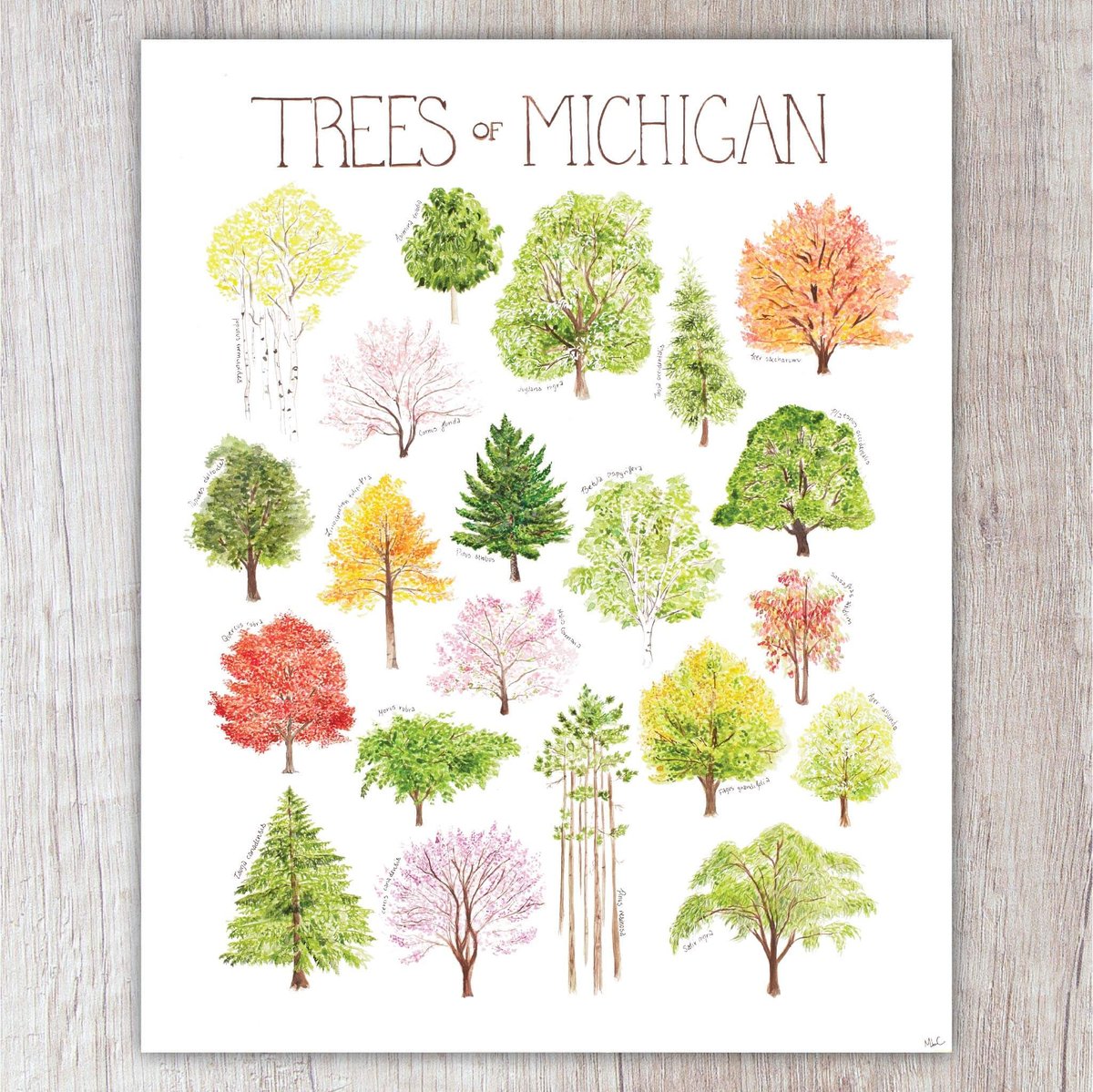 Trees of Michigan | Brush & Bark