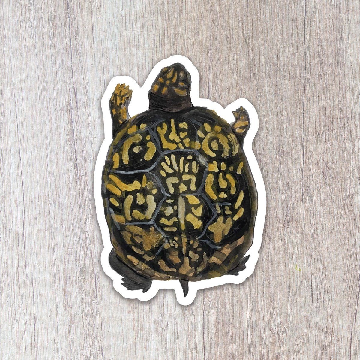 Box Turtle Sticker | Brush & Bark