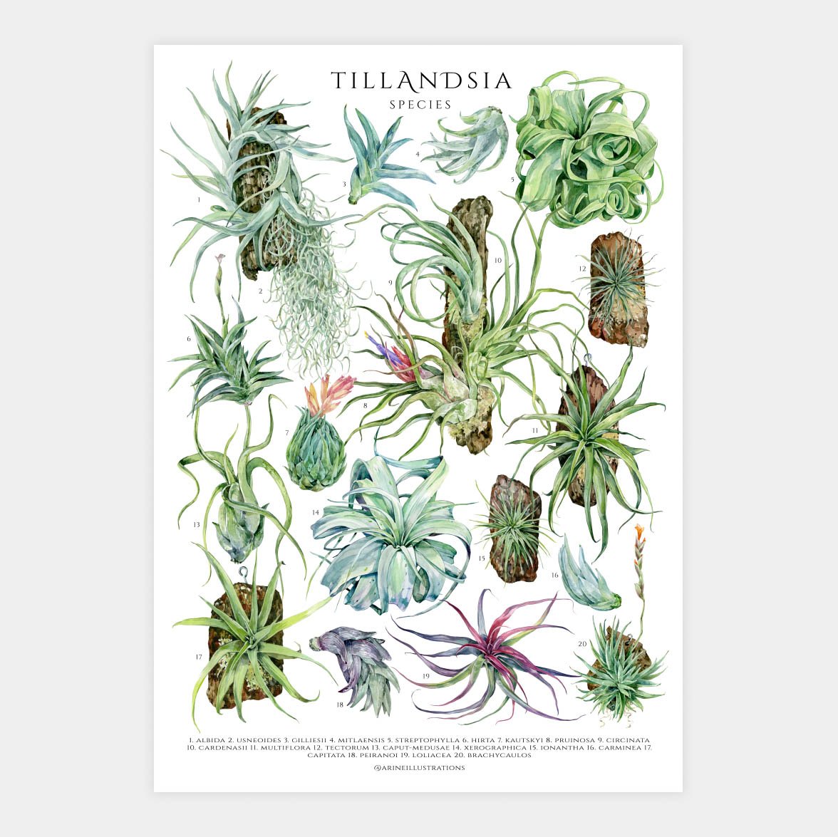 Tillandsia Species Poster | arineillustrations