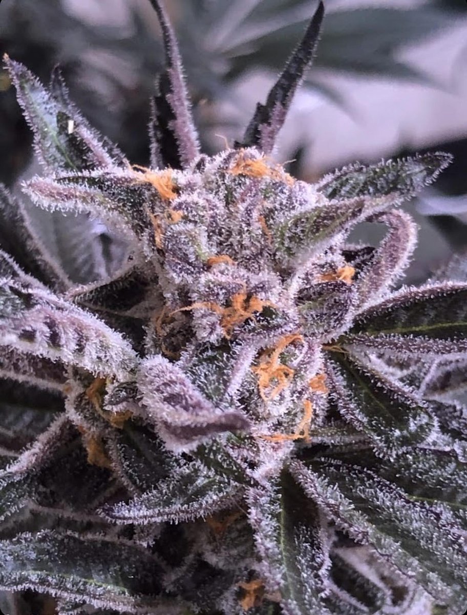 SoFem ~ Gooseberry | Tree Line Seeds