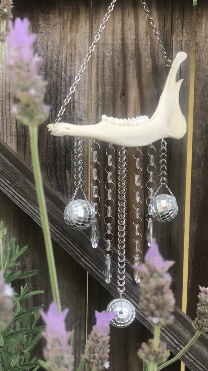 Disco Bones | The Bone Catcher