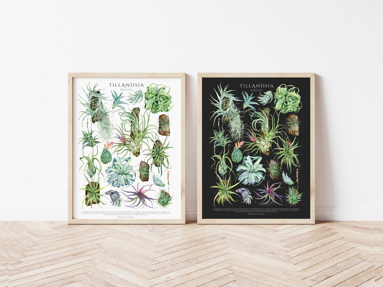 Tillandsia Species Poster | arineillustrations