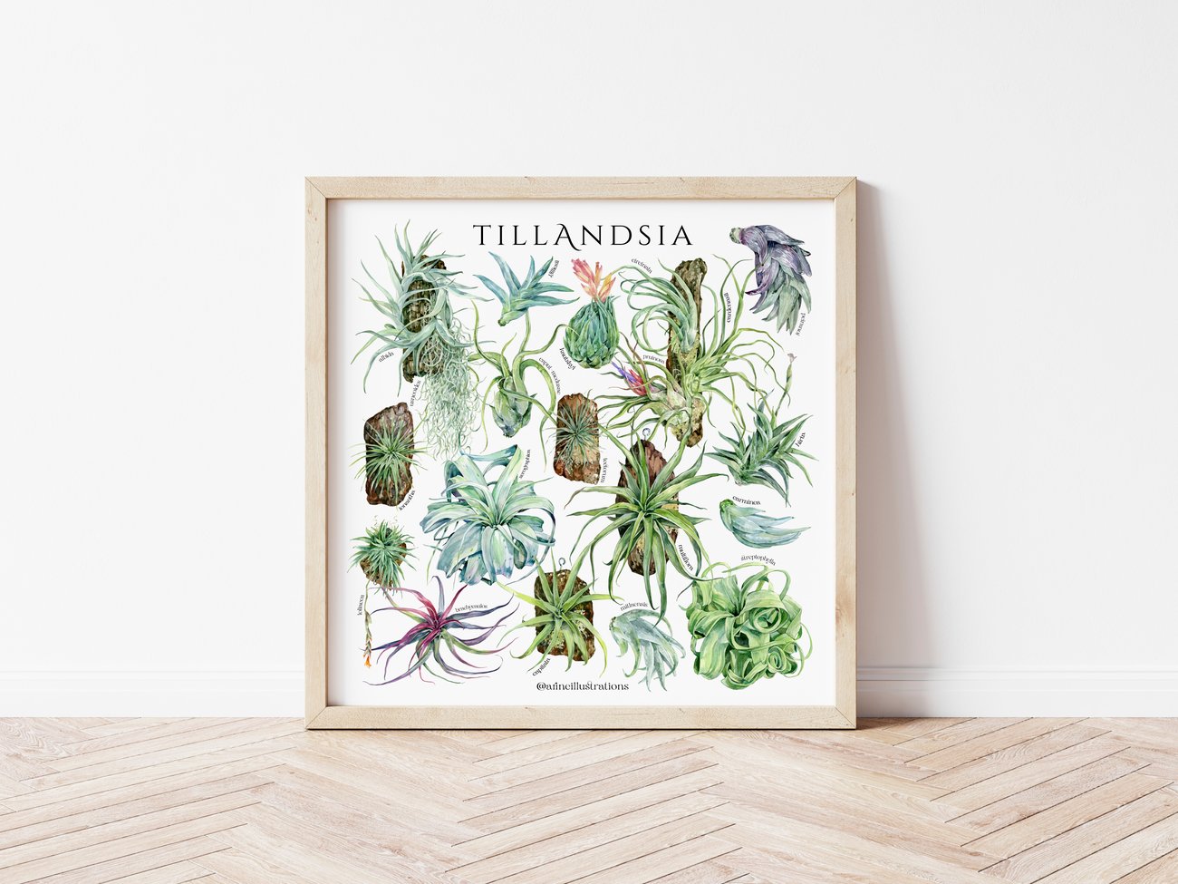 Tillandsia Species Poster | arineillustrations