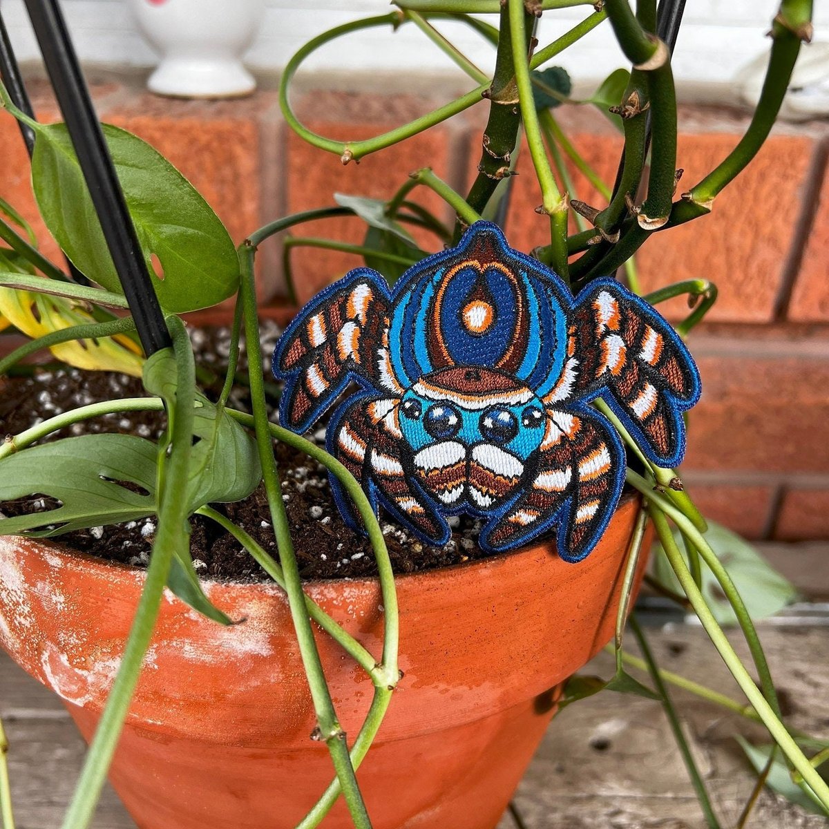 Peacock Spider Patch - 3.5 Inch Wide Iron on Back | HazelGeek