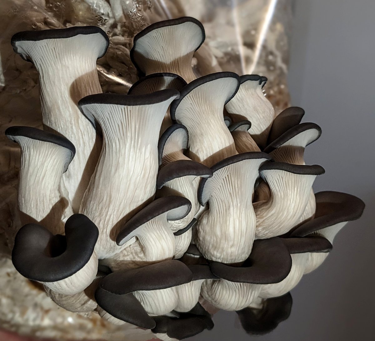 Gourmet Blue Oyster Mushroom Grow Kit | Fidler's Fungus Farm