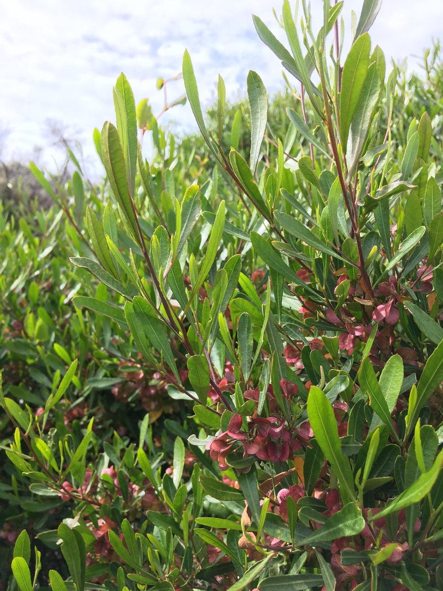 Dodonaea viscosa - Sticky Hop Bush | Reforest Bush Nursery