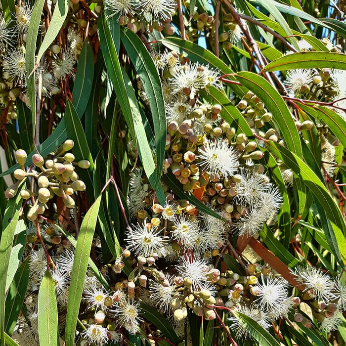 Corymbia citriodora - Lemon Scented Gum | Reforest Bush Nursery