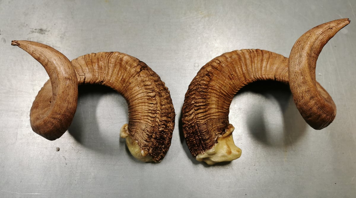 Replica Large Sheep Ram Horns | Black Crane Creations