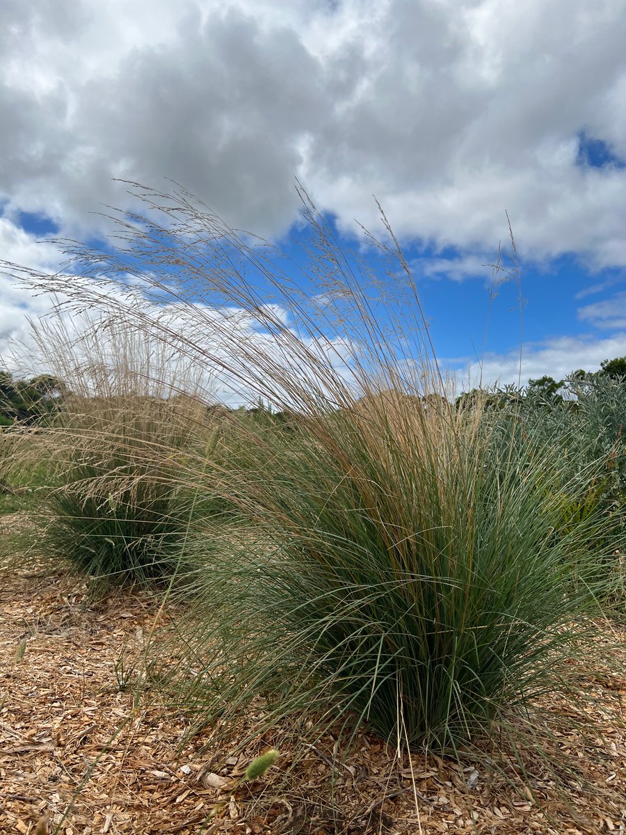 Poa labillardieri - Common Tussock Grass | Reforest Bush Nursery