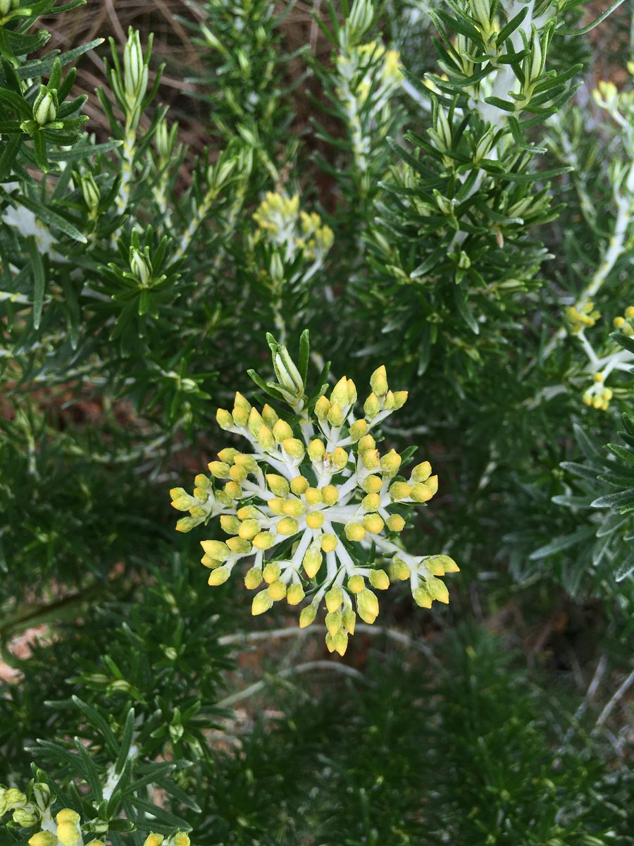 Ozothamnus turbinatus - Coast Everlasting | Reforest Bush Nursery