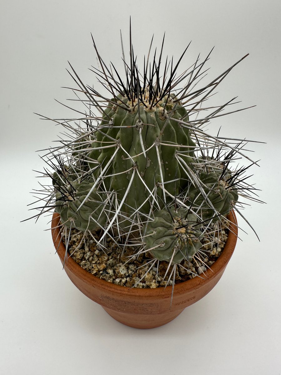 Copiapoa dealbata | DKAKTI