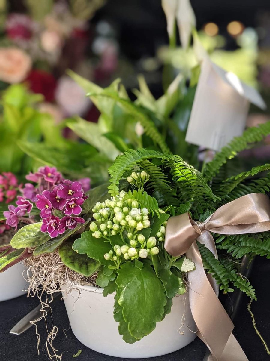 Plants | Bonita Bodega Floristry