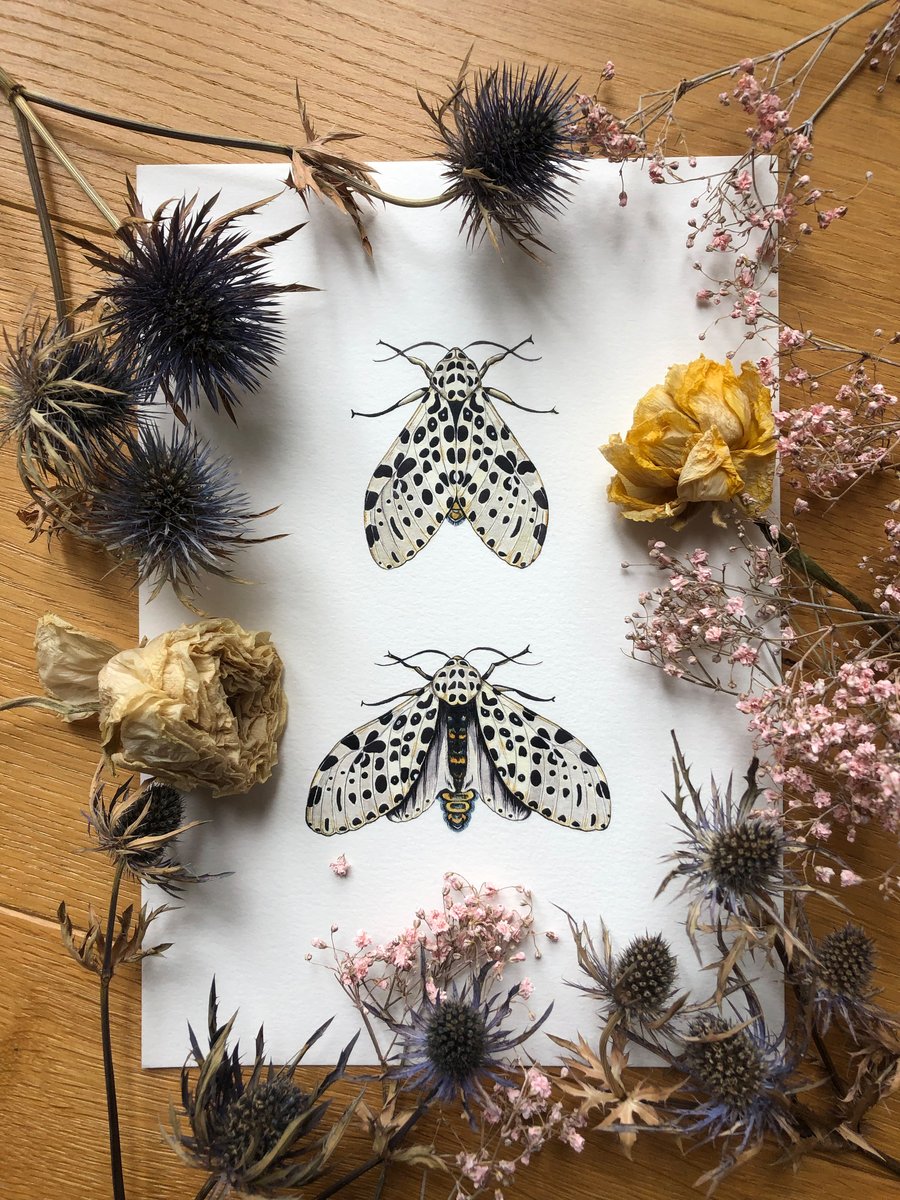 Giant leopard Moth Duo fine art print | maria mayrhofer