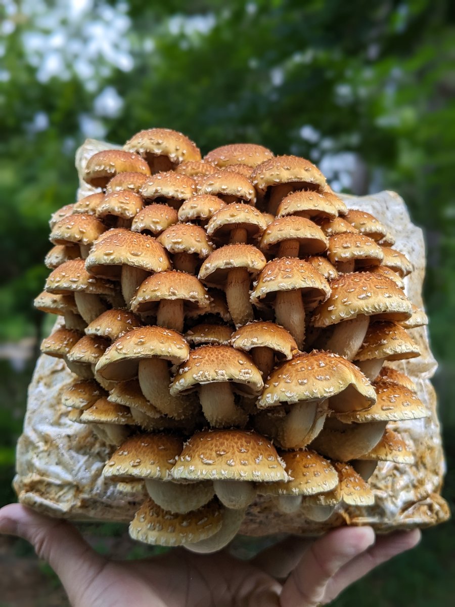 Gourmet Chestnut Mushroom Kit | Fidler's Fungus Farm