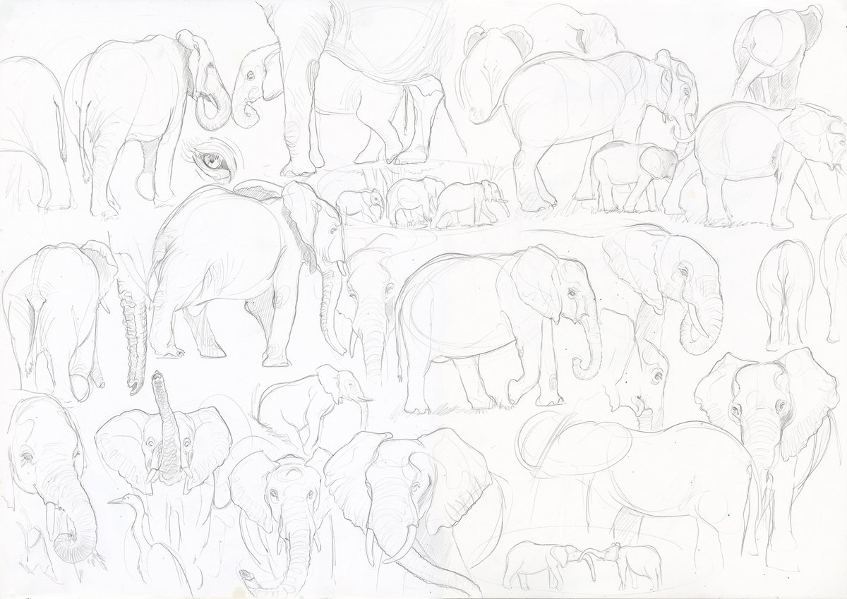 Elephant study sheet - 59 X 42 CM | Shelly Perkins Wildlife Art