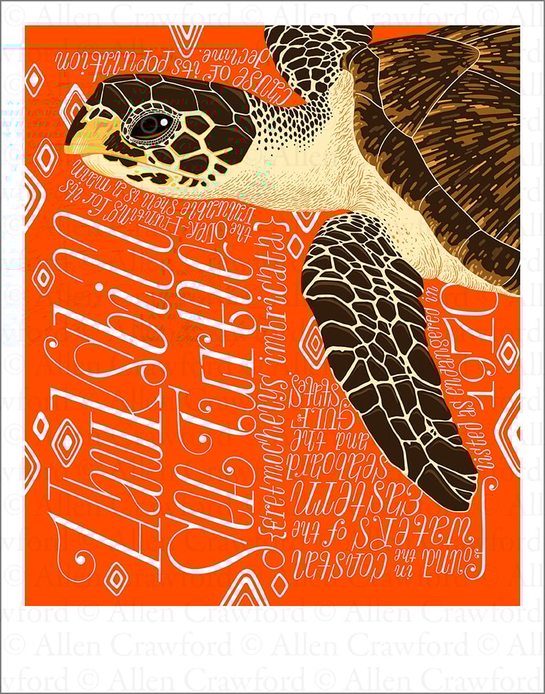 A Wild Promise: Hawksbill Turtle | Allen Crawford