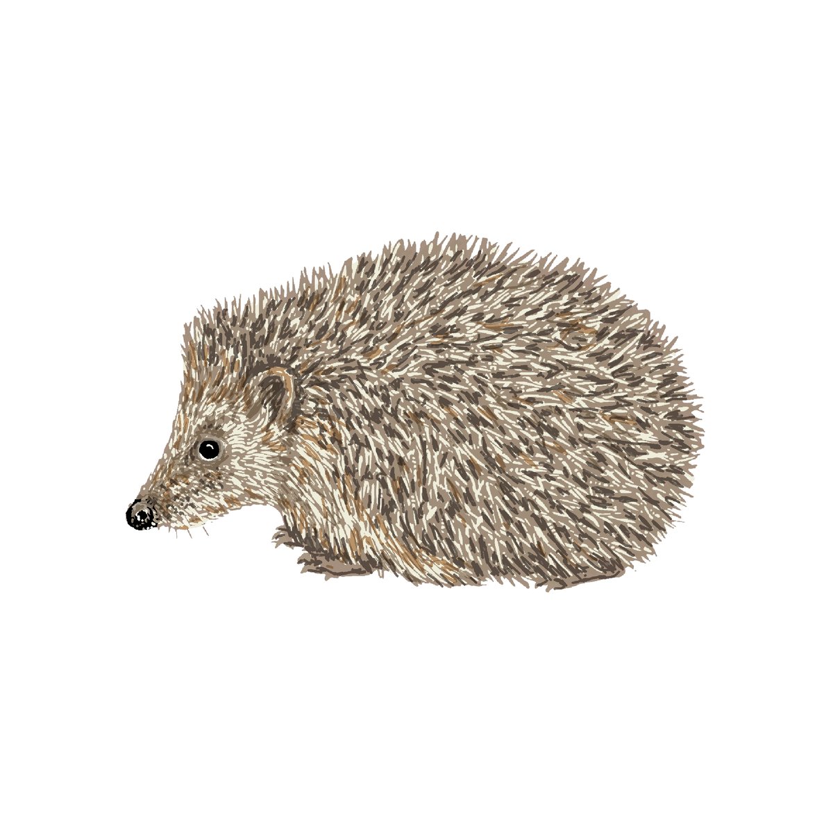 HEDGEHOG HBD00812 | Helen Briggs Design- Bird Artwork and Nature Prints