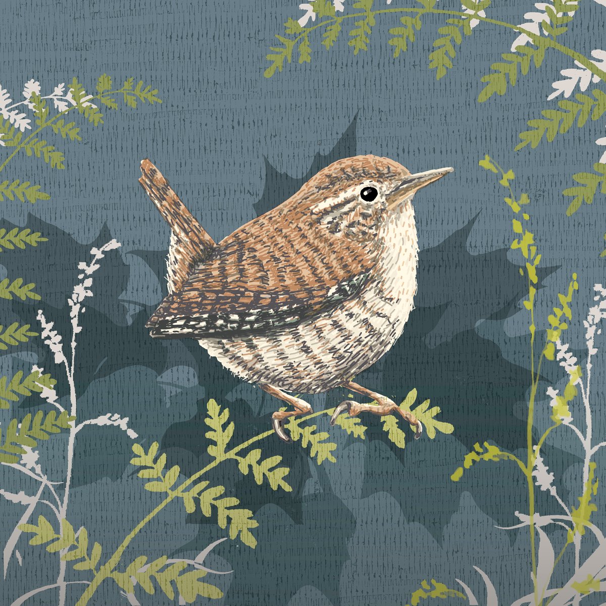 NAVY WREN HBD00915 | Helen Briggs Design- Bird Artwork and Nature Prints