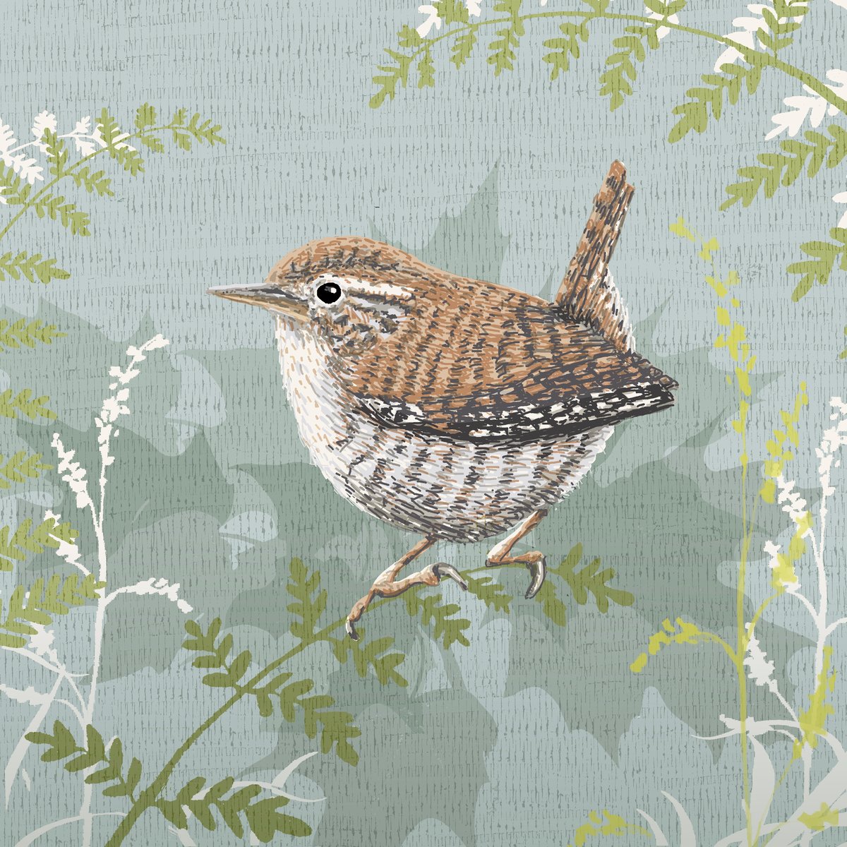 ENGLISH WREN HBD00815 | Helen Briggs Design- Bird Artwork and Nature Prints