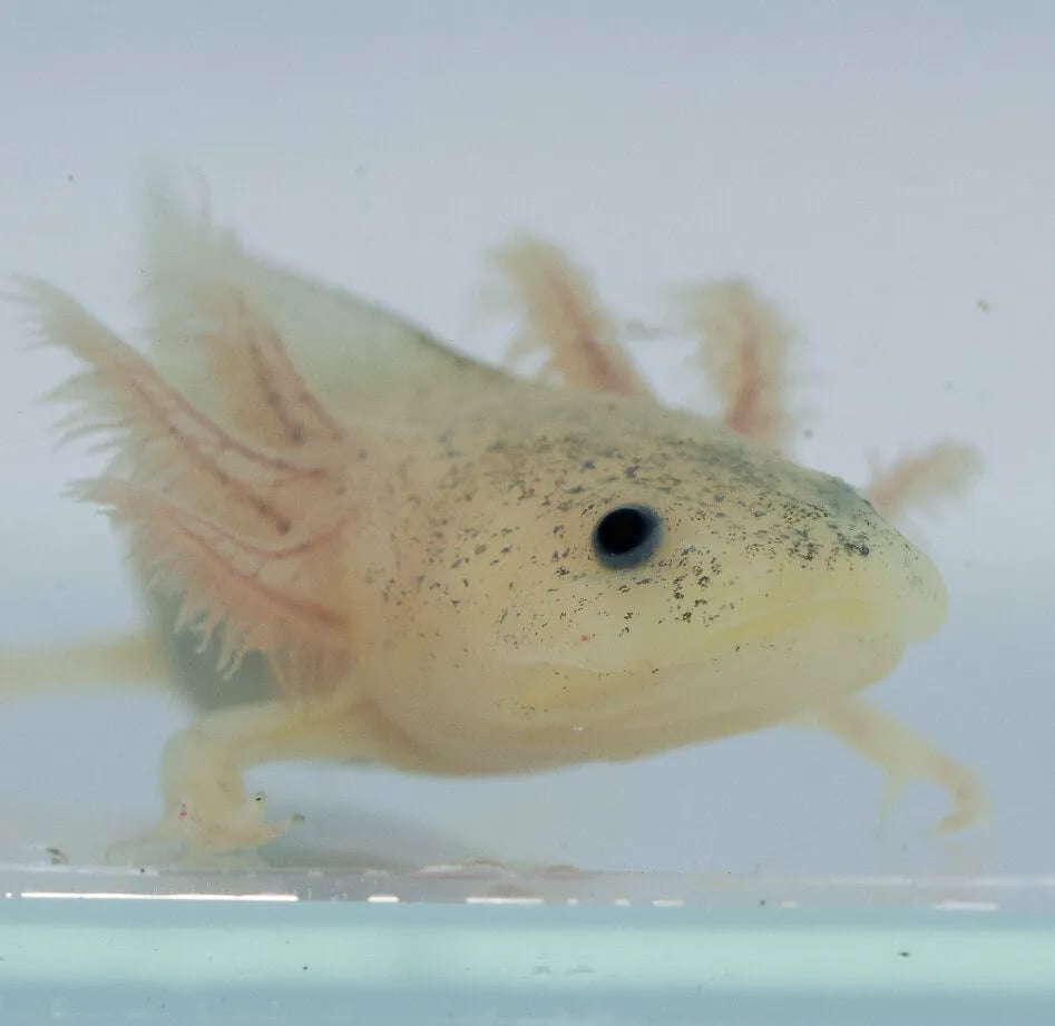 Leucistic Juvenile Axolotl | Axolotl Galaxy