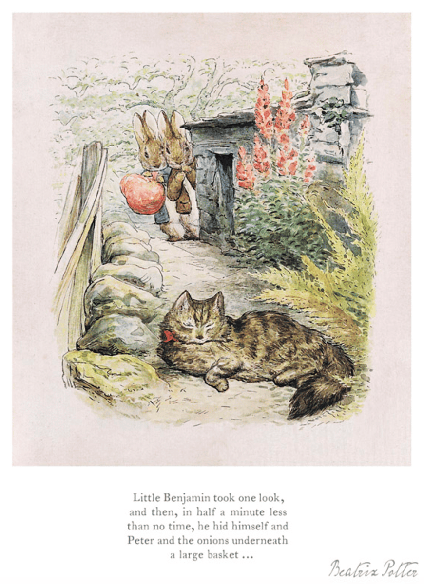 Beatrix Potter "Little Benjamin Took One Look" | The Little Red Gallery