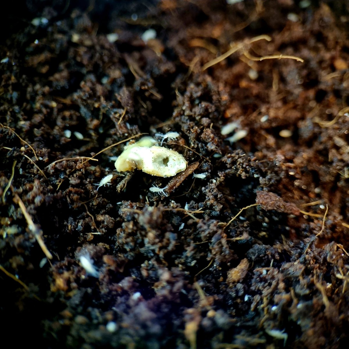 Springtail Culture - (Folsomia candida) | Moult Mountain