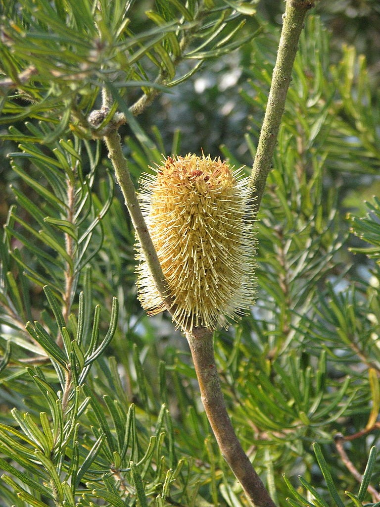 Banksia marginata - Silver banksia | Reforest Bush Nursery