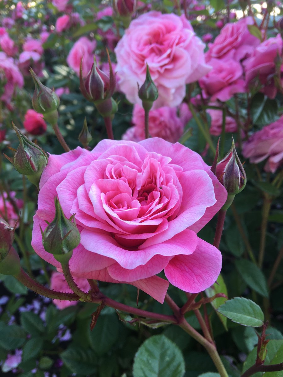 Products | Akasha Spirit