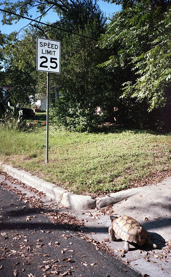 Turtle power print | sandy carson