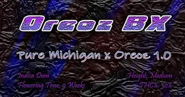 SoFem Genetic's ~ Oreoz BX | Tree Line Seeds