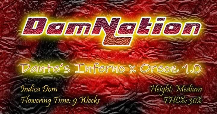 SoFem Genetic's ~ DamNation | Tree Line Seeds