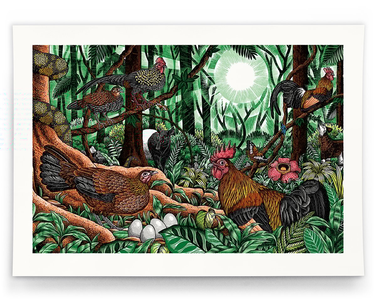 Wilde Kippen | 50x70 cm Giclée print | Jan Hamstra