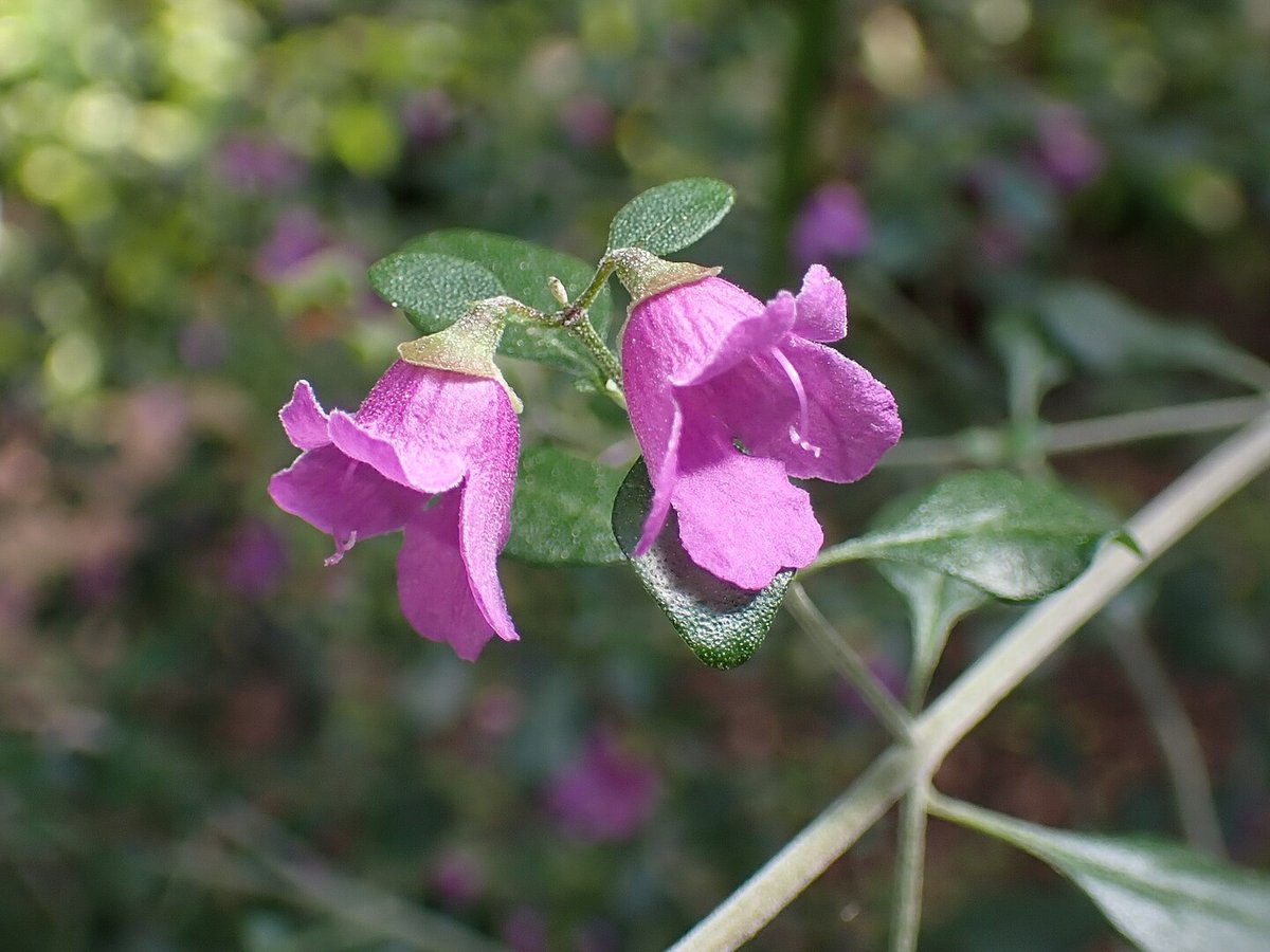 Prostanthera rotundifolia - Round-leaf Mint Bush | Reforest Bush Nursery