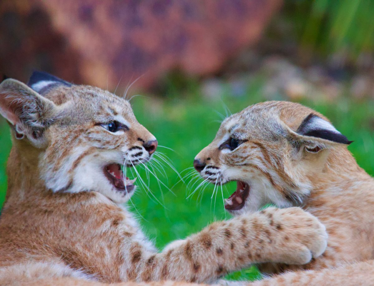 Bobcat Fight | Kelley Wolfe Photography