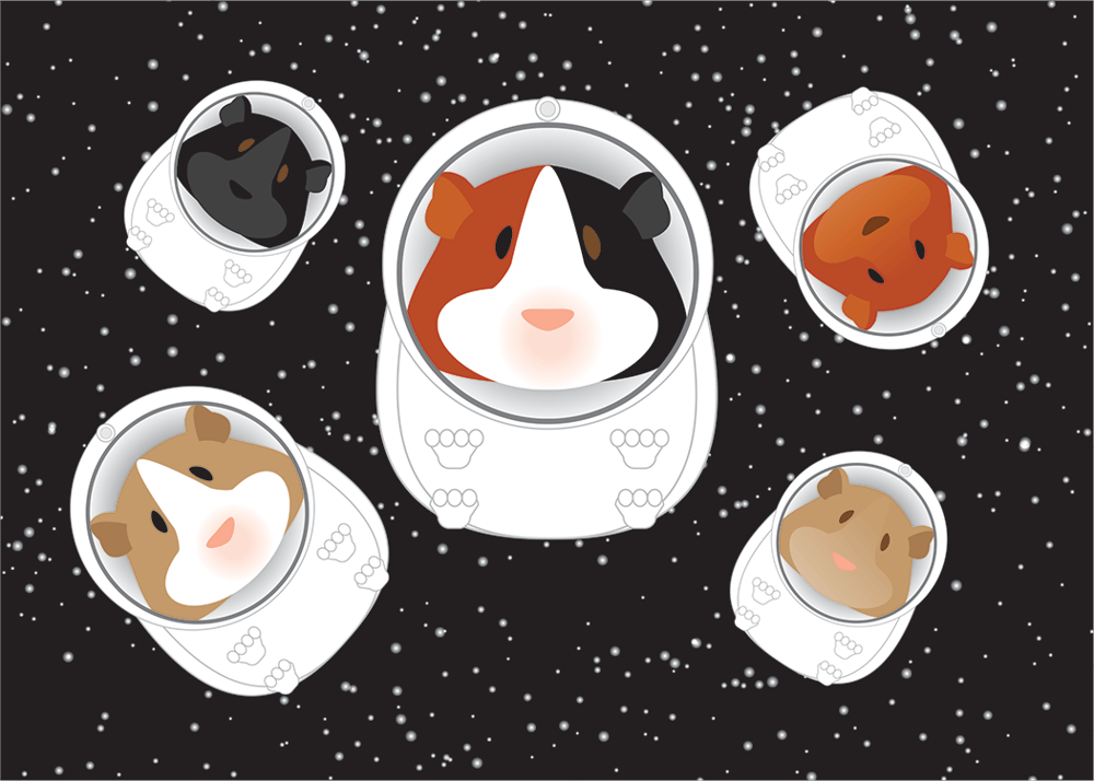 Guinea Pig Collection | marcartshop