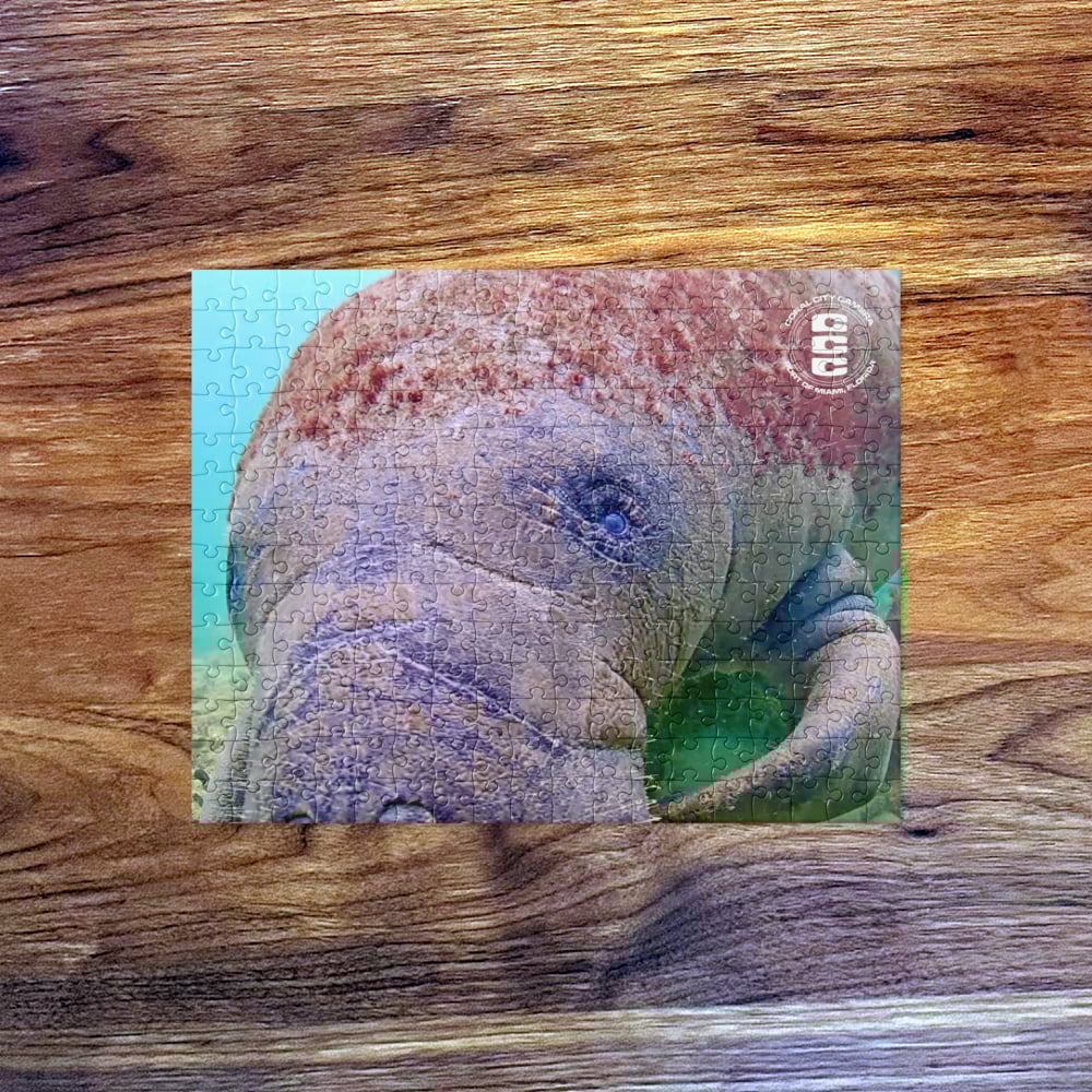 Coral City Camera Manatee Puzzle | Coral Morphologic