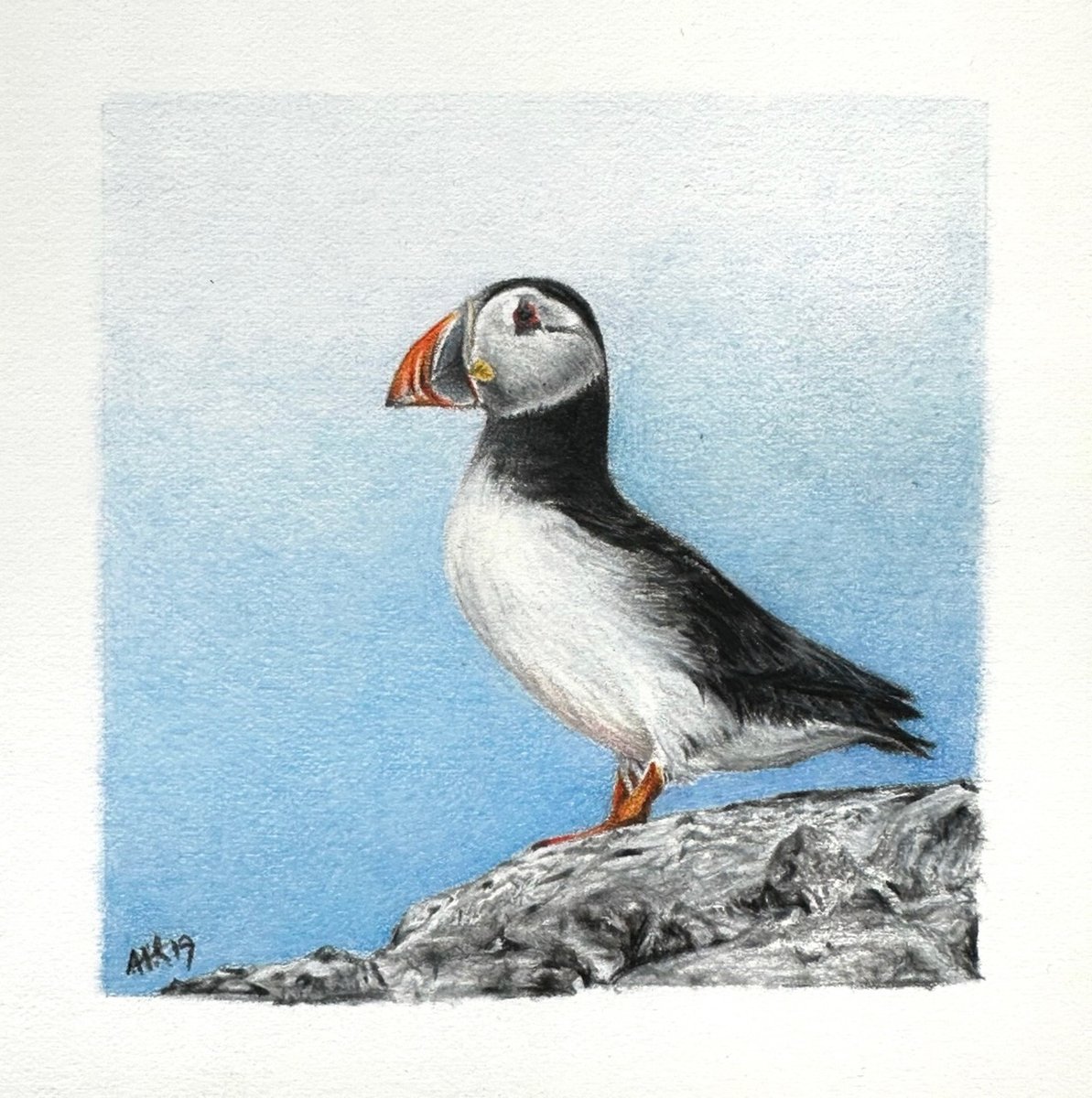 'Puffin' Mini Original Drawing | Anna Hamilton Art
