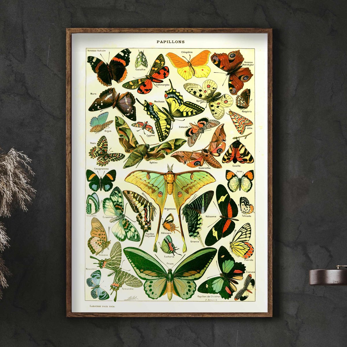 Papillons | Adolphe Millot | Retro Botanical Print | Vintage Poster ...