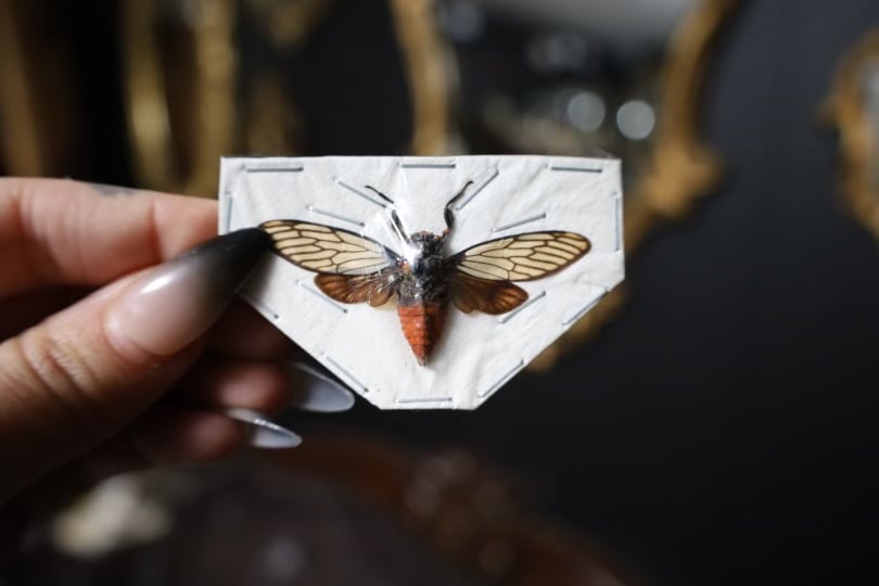Red Devil Cicada (Unmounted) | Bewitched Oddities