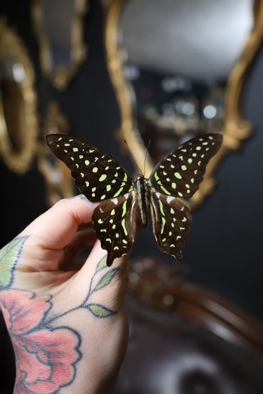 Tailed Jay Butterfly (Unspread/Wings Folded) | Bewitched Oddities