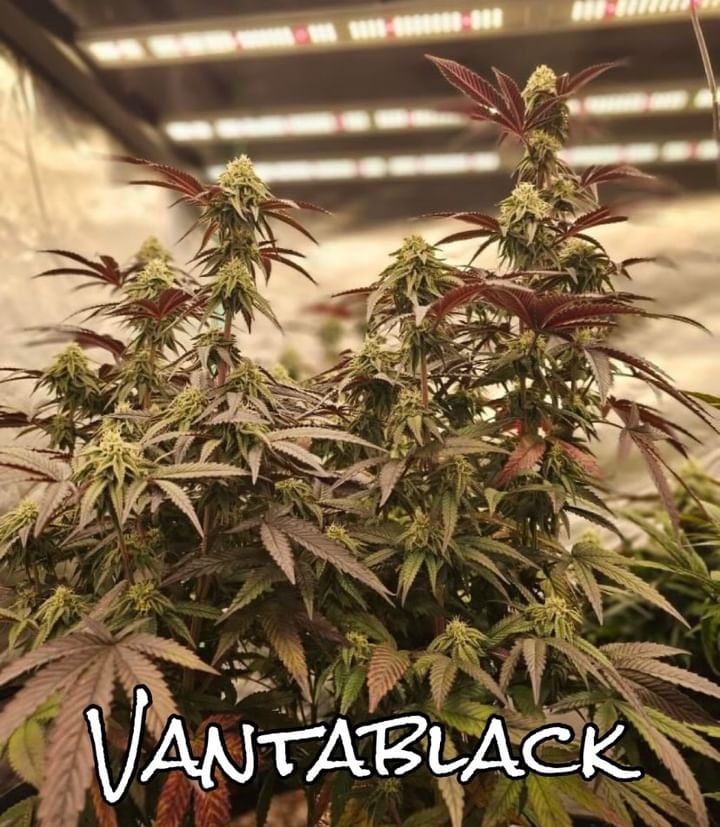SoFem ~ Vantablack | Tree Line Seeds