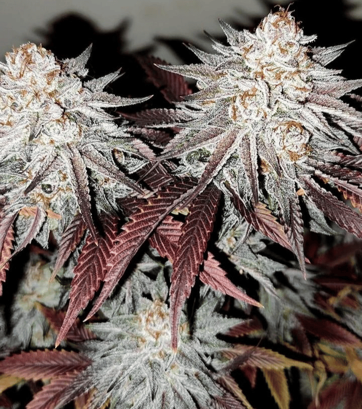 SoFem ~ GMOreoz | Tree Line Seeds