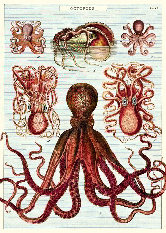 Octopods | umbra