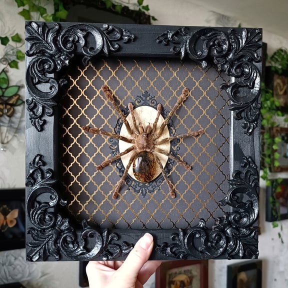 Home | Tarantulabox