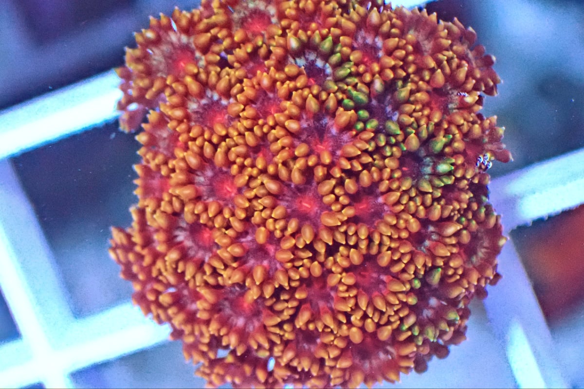 Sweet Frag — TSA Fire Garden Goni 10 polyps