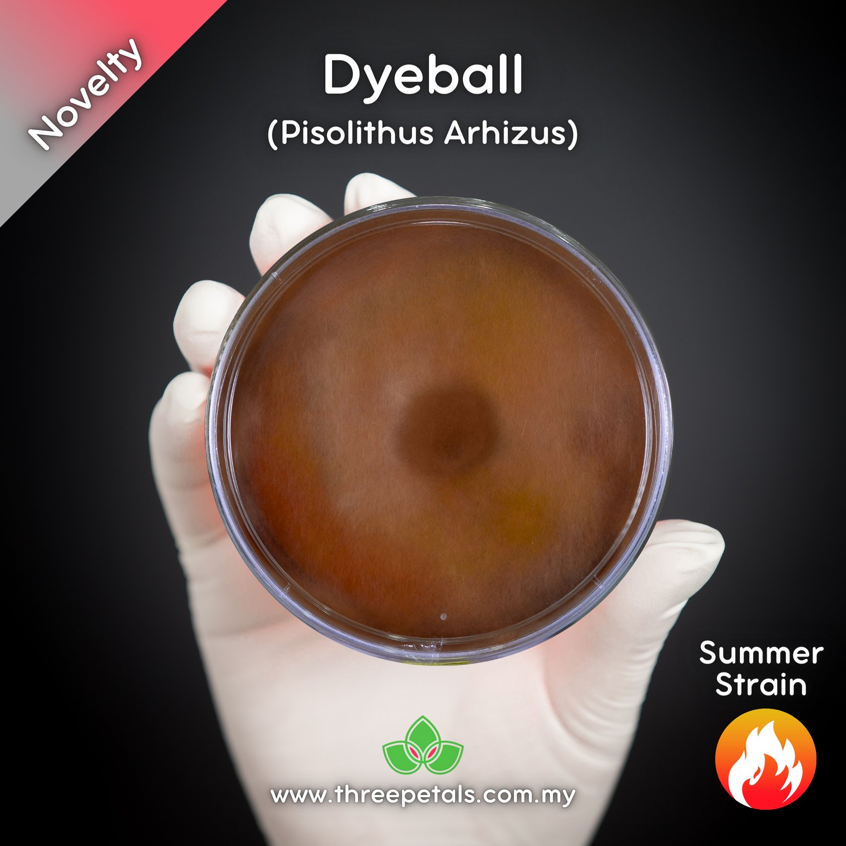 Dyeball (Pisolithus Arhizus) Live Mycelium Mushroom Culture Spawn Seed ...