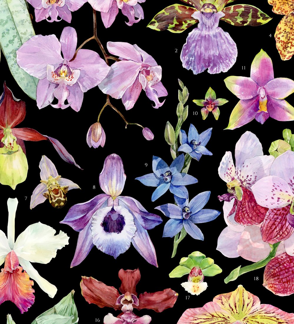 Orchid Family Poster | arineillustrations