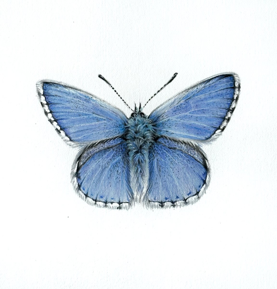 'Adonis Blue' Limited Edition Mini Print | Anna Hamilton Art